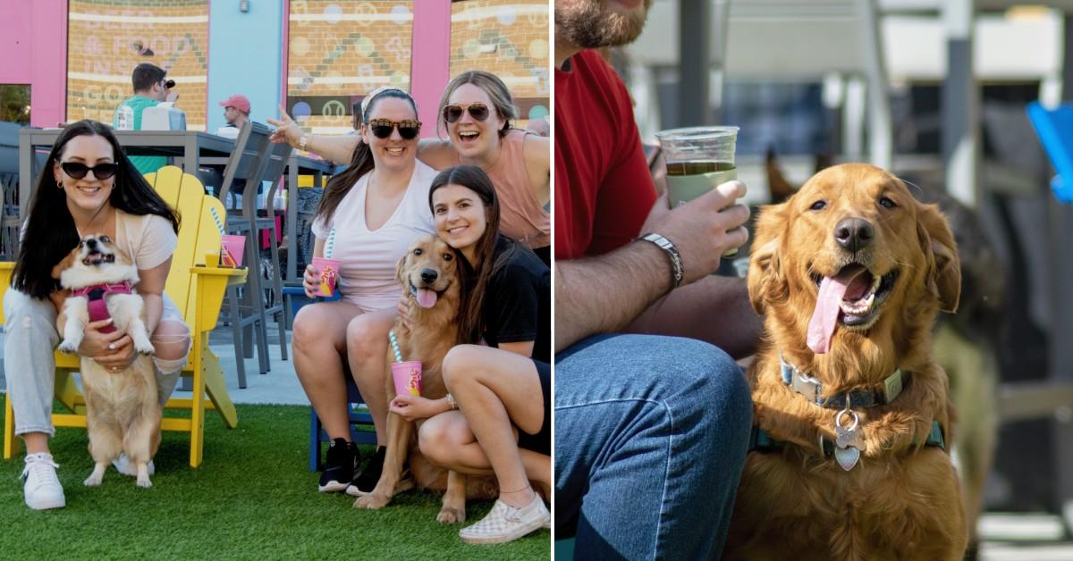 Bark Social: Premium Social Club For Dogs & Dog Lovers