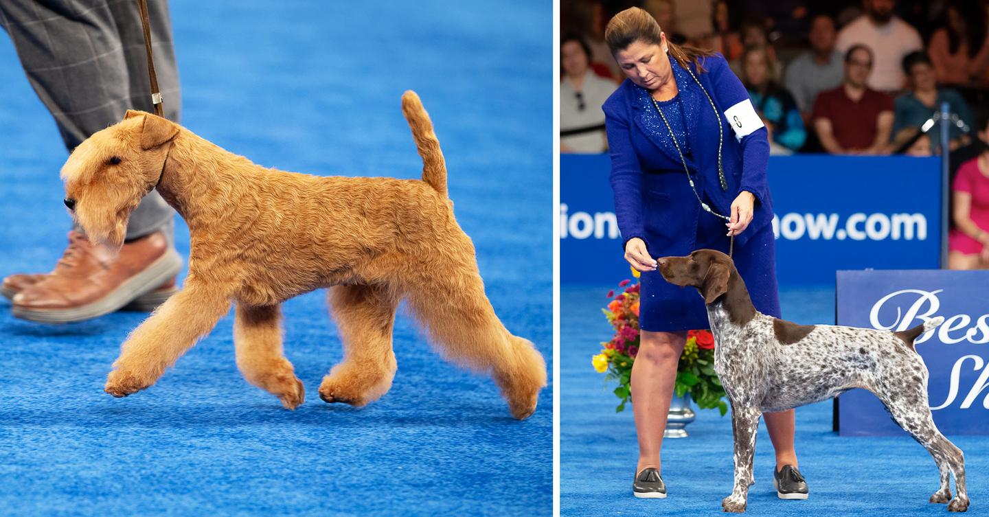 Who Won The National Dog Show 2021 See Photos Of The Winners who-won-the-national-dog-show-2021-see-photos-of-the-winners