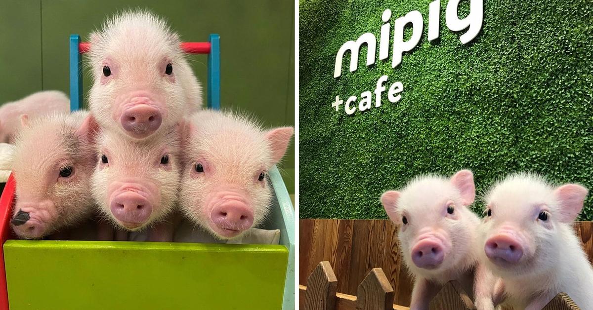 Hang Out With Micro Pigs At These Japan Cafes