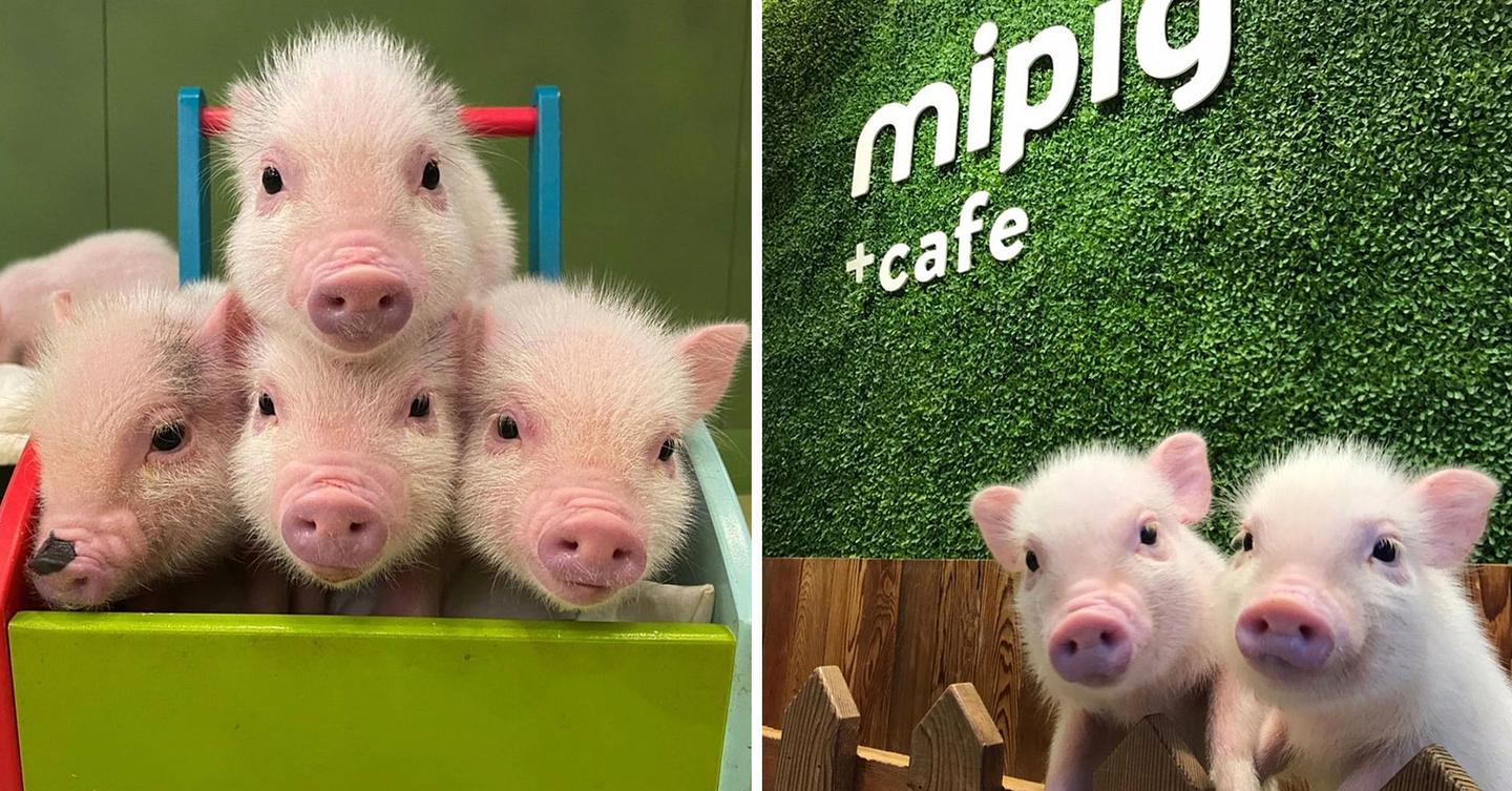 Hang Out With Micro Pigs At These Japan Cafes