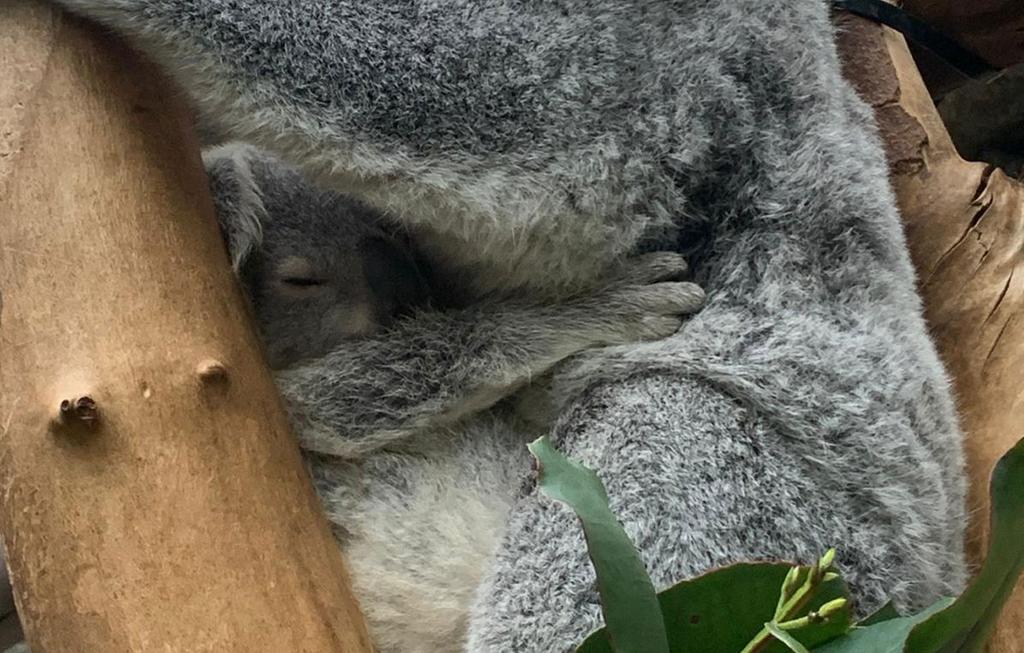 Baby Koala Bear Snuggles Up To His Mom At Edinburgh Zoo: Photos