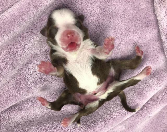 Puppy Named Skipper Born With Six Legs Survives, Makes History