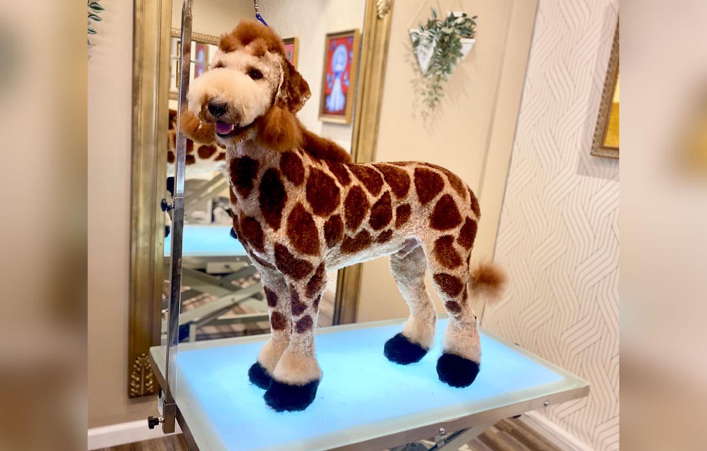 Groomer Gives Dogs Amazingly Unique & Colorful Makeovers: Photos