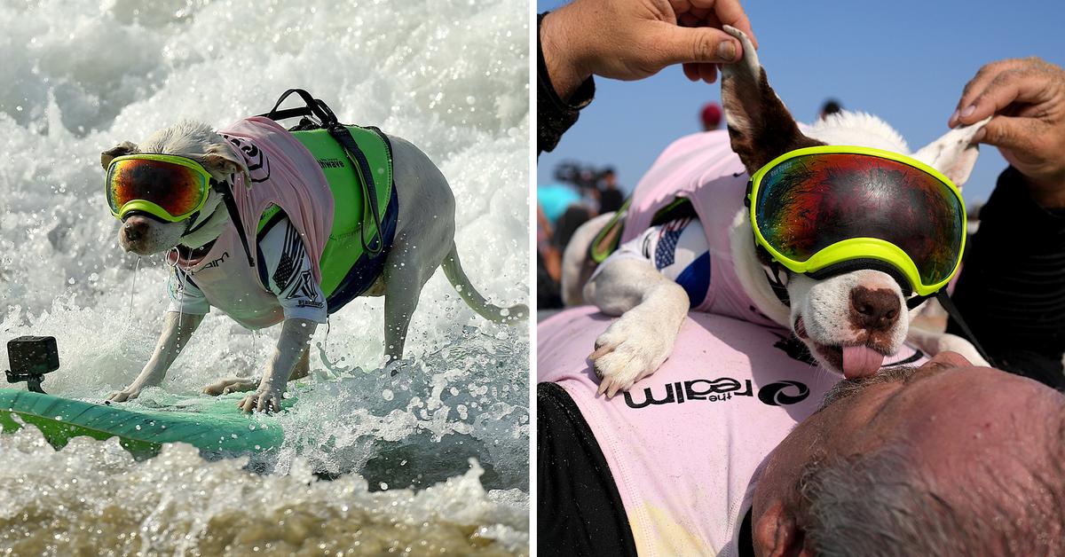 Dogs Go Surfing In 12th Annual Huntington Beach Competition: Cute Photos