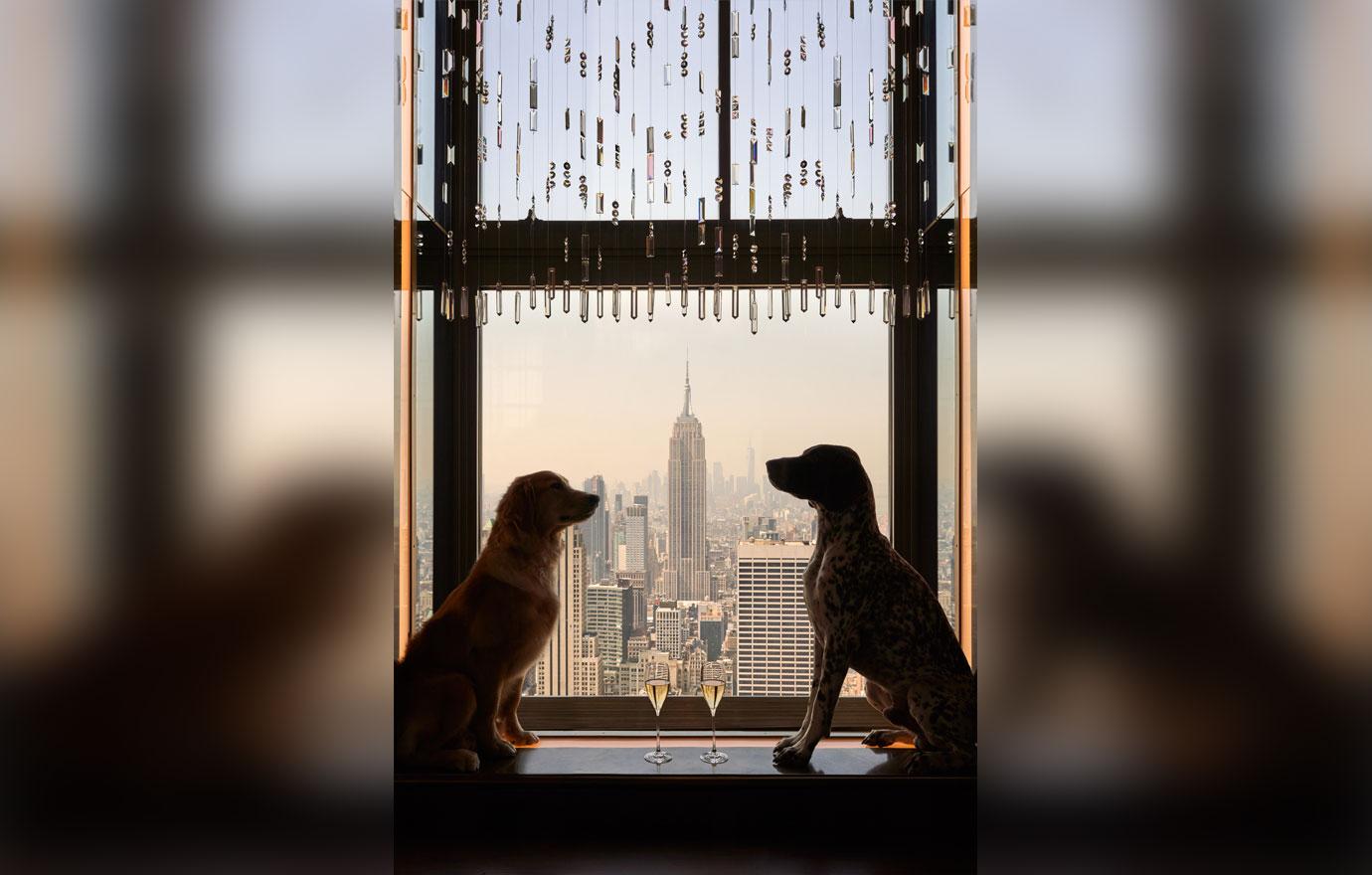 Gray Malin's New Photo Series Features Dogs: Details