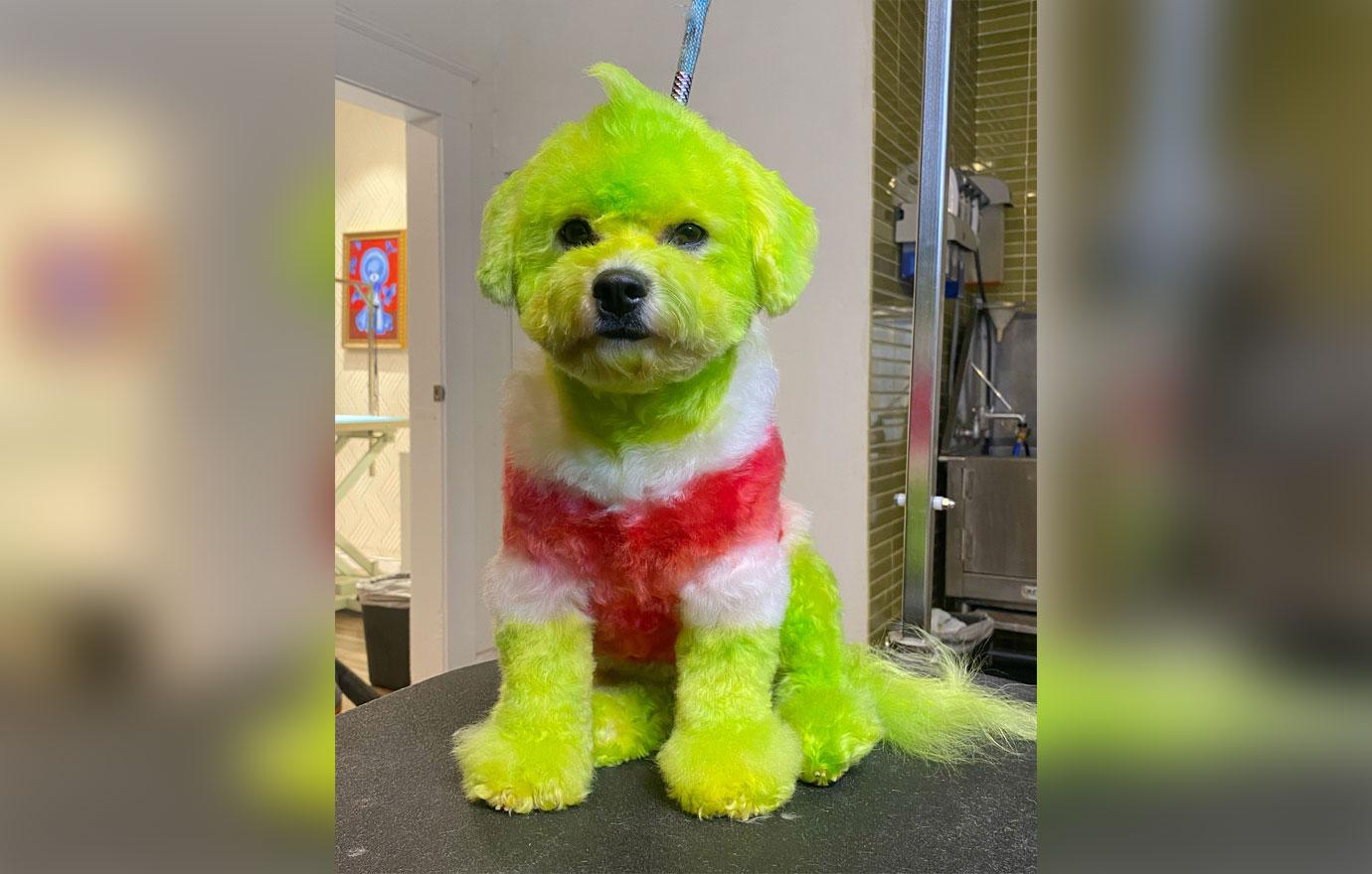 Groomer Gives Dogs Amazingly Unique & Colorful Makeovers: Photos