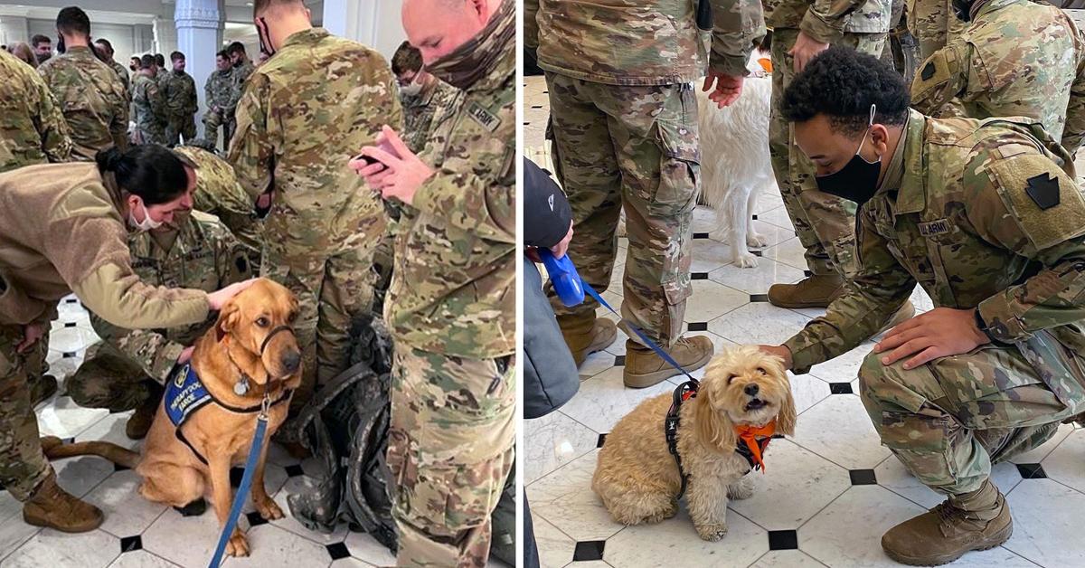 Therapy Dogs Greet National Guard Members in Washington D.C.: Watch